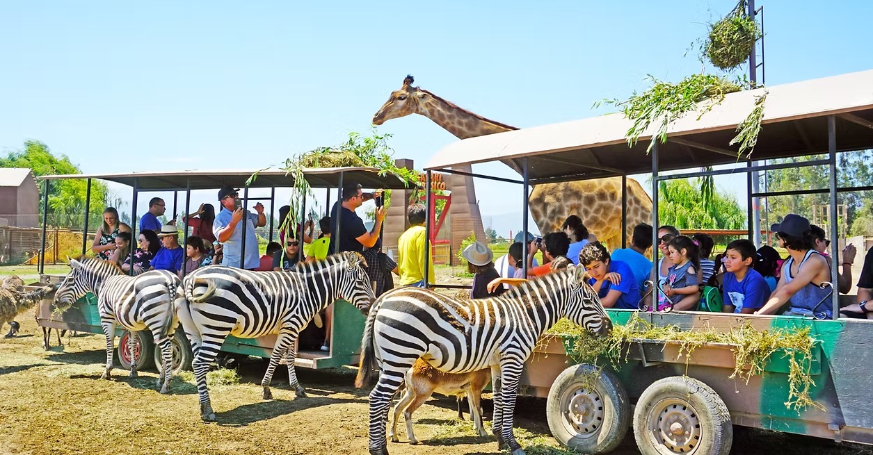 Safari sem precisar ir na África! Pacote completo inclui transporte e ...