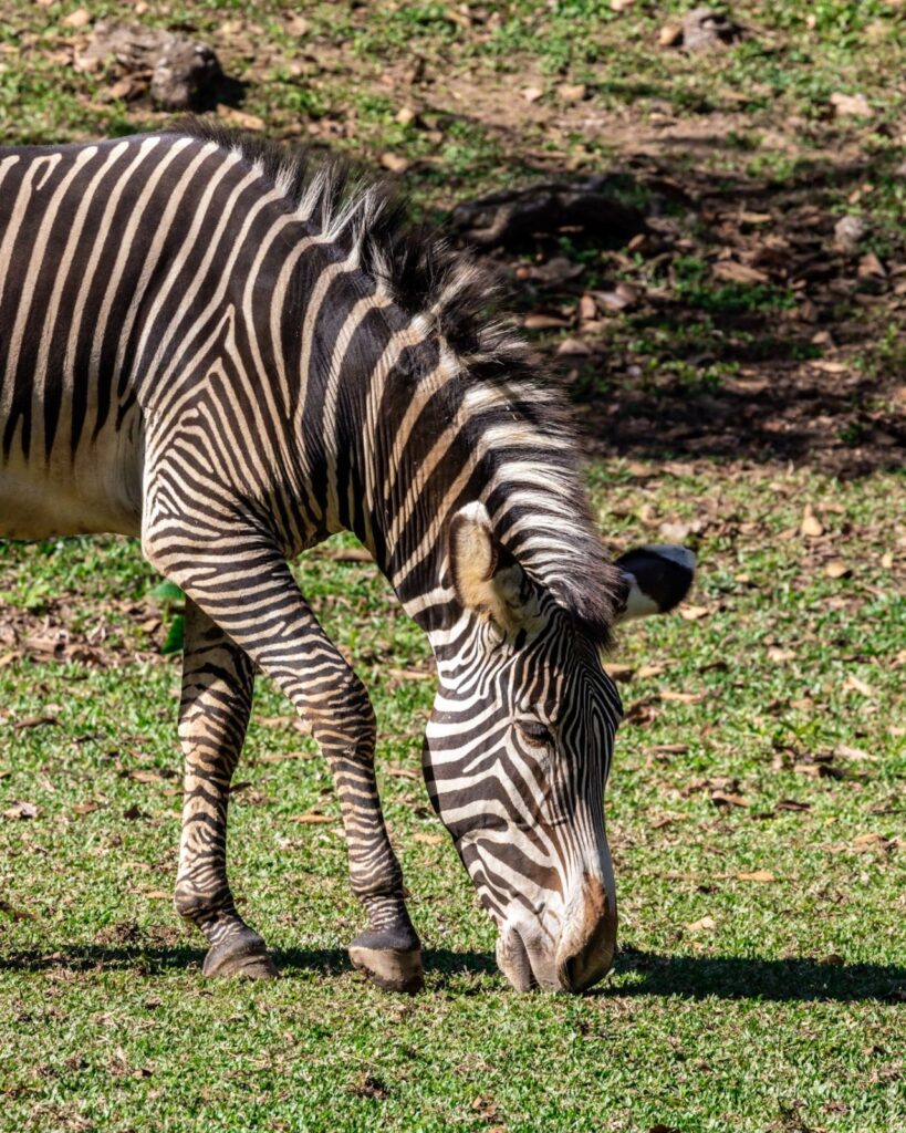 Simba Safari reabre em São Paulo com passeio entre animais selvagens em ...