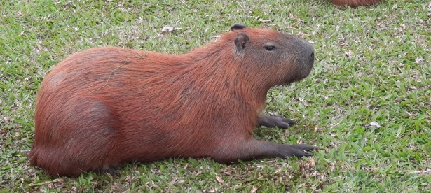 Modo Capivara no Whatsapp? Descubra como deixar seu aplicativo mais ...