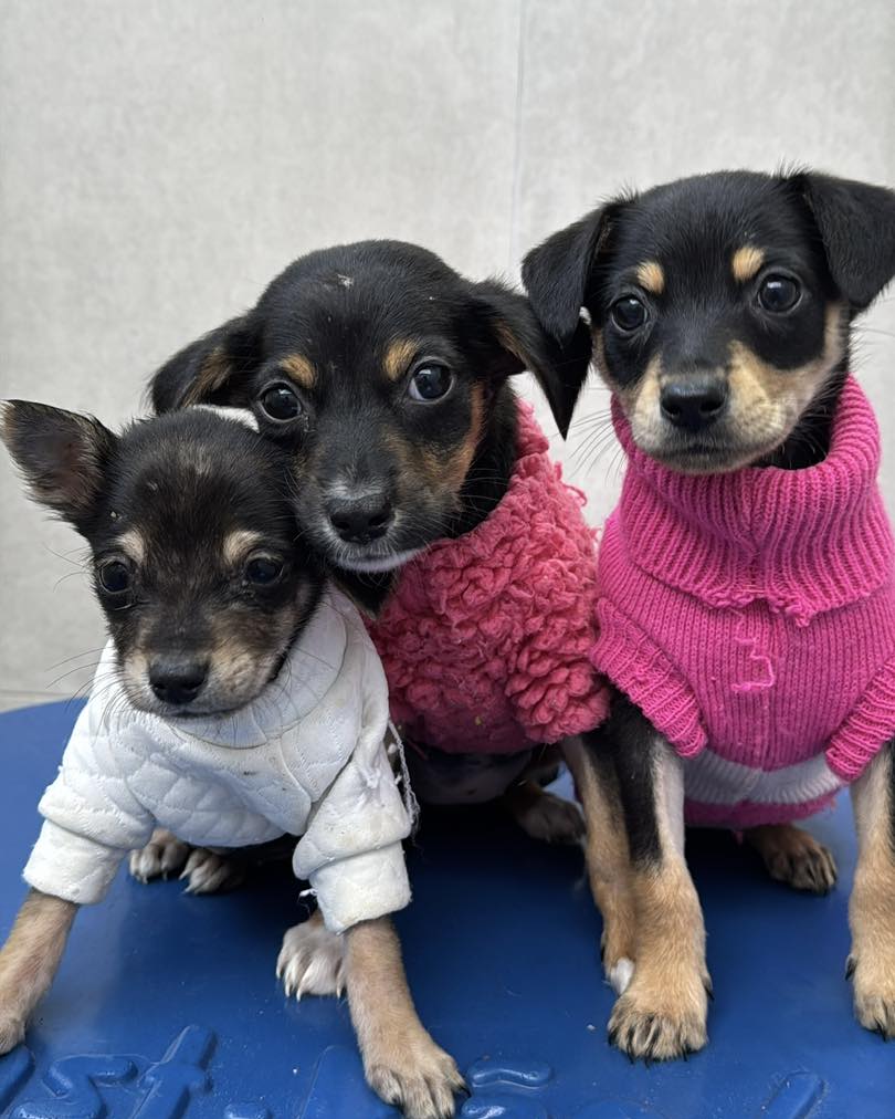 Todos os tipos e tamanhos: Evento de adoção de filhotes de cães e gatos ...