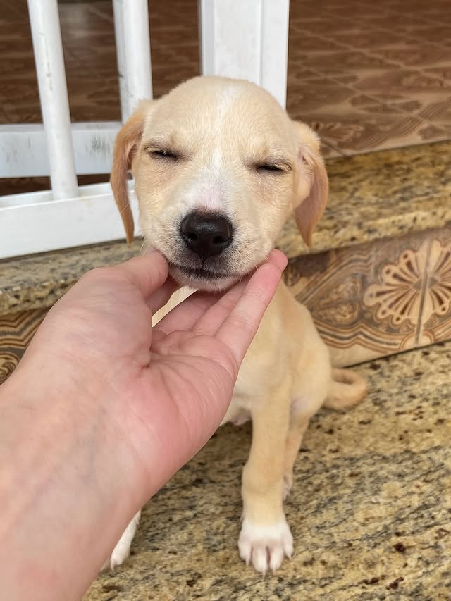 Todos os tipos e tamanhos: Evento de adoção de filhotes de cães e gatos ...