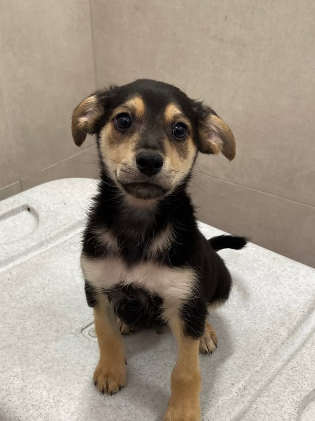 Todos os tipos e tamanhos: Evento de adoção de filhotes de cães e gatos ...