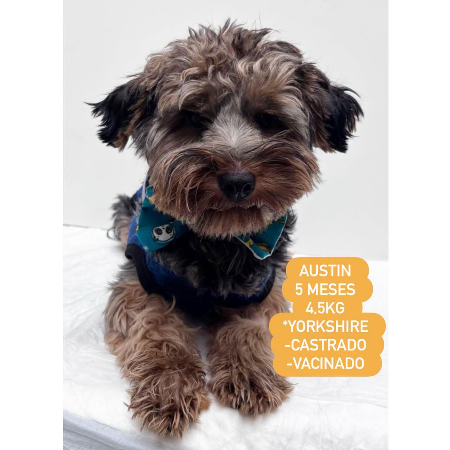 Cães Yorkshire e Spitz resgatados de canil estão disponíveis para ...