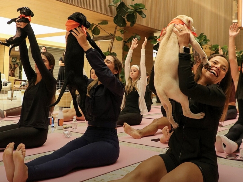 Shopping de São Paulo promove yoga com pets, adoção responsável e aula ...