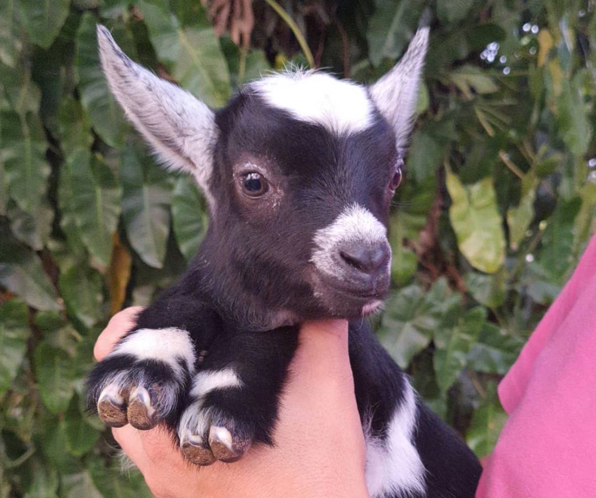 Carinhosas e sociáveis, mini cabras viram pet de estimação e é mais ...