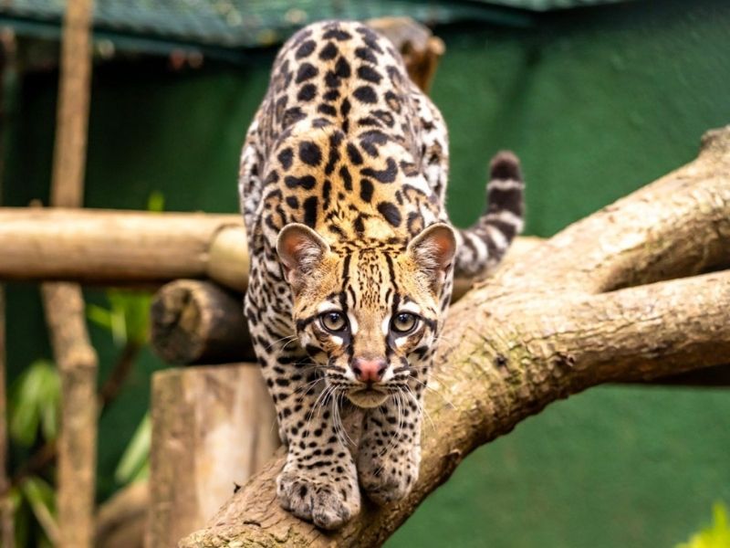 Black Friday do Zoo de São Paulo, Simba Safari e Jardim Botânico tem ...